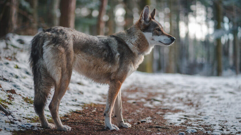 Vom Wolf zum Haushund, eine Erfolgsgeschichte - My Dog World